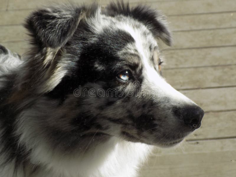 Australian Shepherd stock image. Image of merle, australian - 254508035