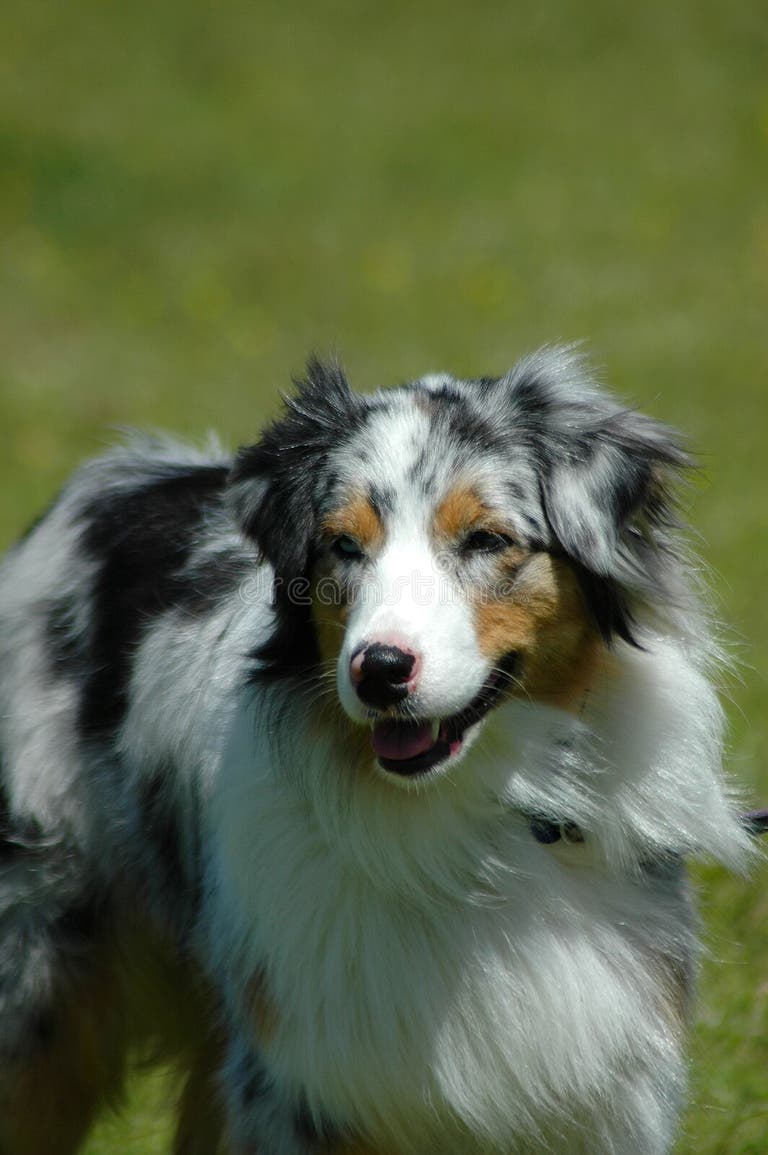 834 Australian Working Breed Dog Stock Photos - Free & Royalty-Free ...
