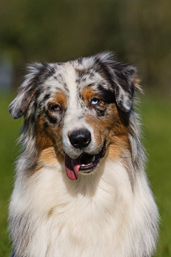 Australian Shepherd dog stock photo. Image of funny, cute - 9447358