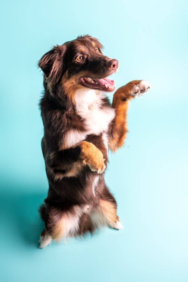 Australian Shepherd Dog. Aussie Dog in a Studio Setting Stock Photo ...