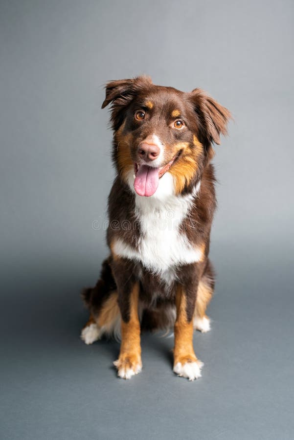 Australian Shepherd Dog. Aussie Dog in a Studio Setting Stock Photo ...