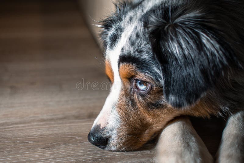 Australian Shepherd Dog Big Face in Camera Laying on Ground Stock Image ...
