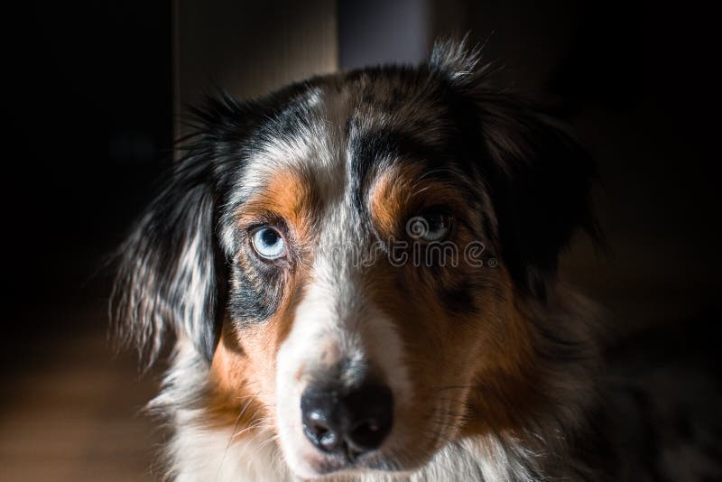 Australian Shepherd Dog Big Face in Camera Big Stock Image - Image of ...