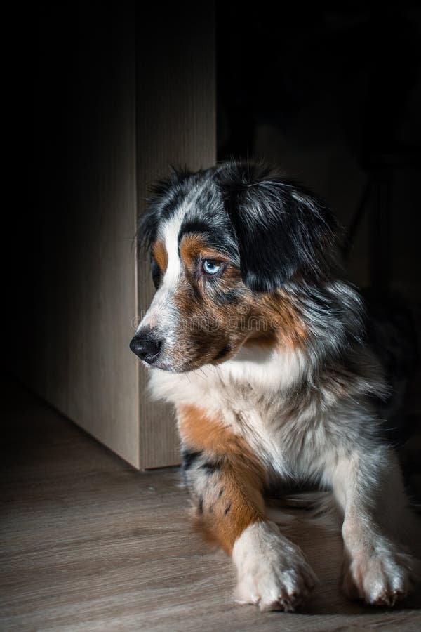 Australian Shepherd Dog Big Face in Camera Total Front Stock Image ...