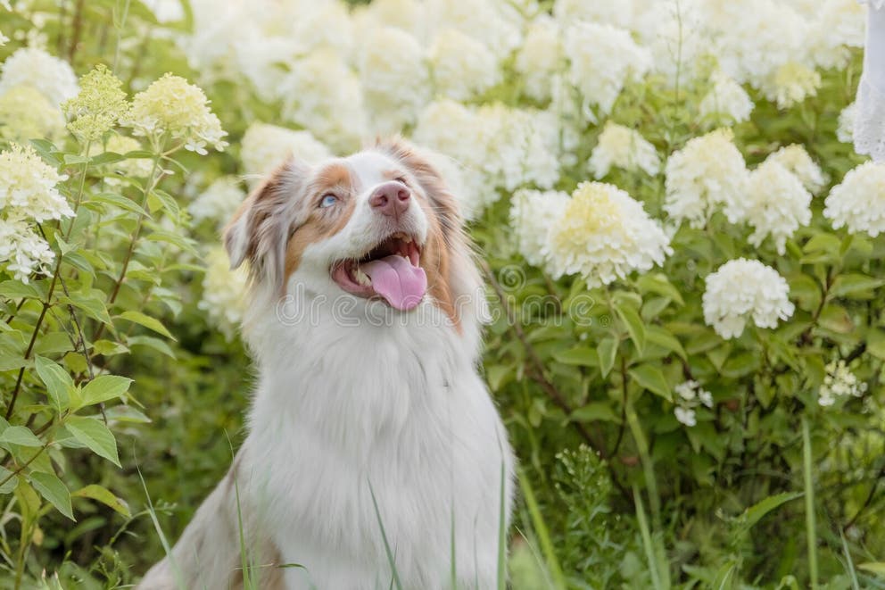 Australian Shepherd Dog in Blooming Hydrangea Garden Stock Photo ...