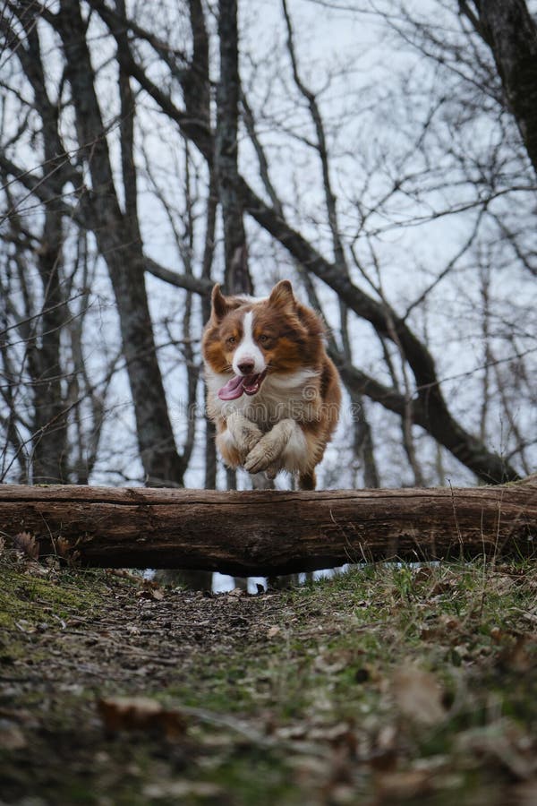 Australian Shepherd Dog of Brown Color with White Muzzle Quickly Runs ...
