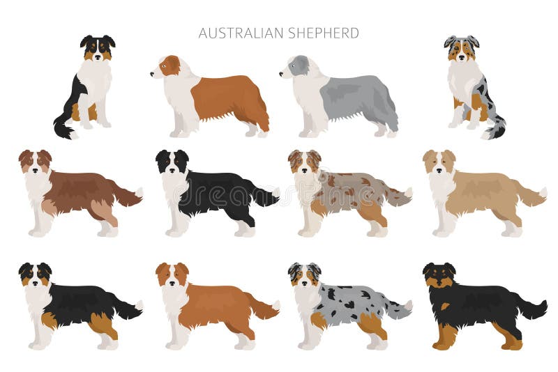 Australian Shepherd Dog. Different Variations of Coat Color Set Stock ...
