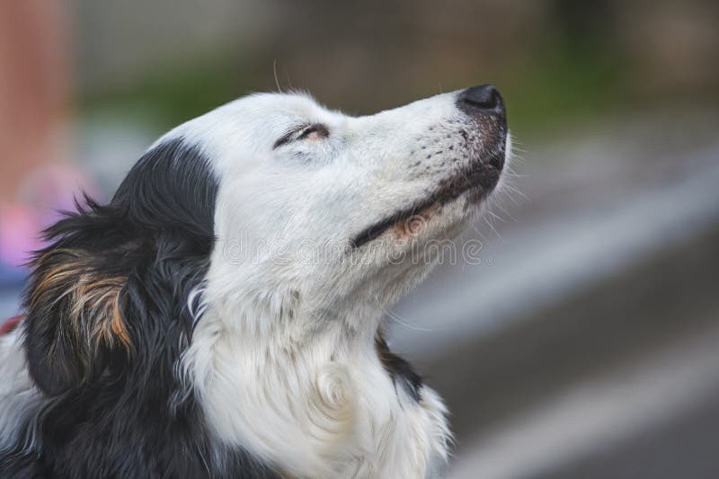 Australian Shepherd Dog with Eyes Closed Stock Image - Image of closed ...
