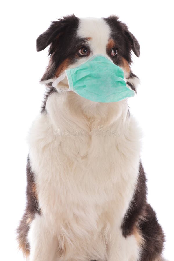 Australian Shepherd Dog with Face Mask Isolated Stock Image - Image of ...