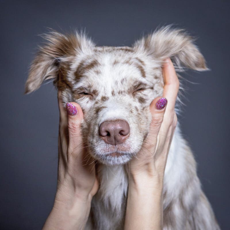 The Australian Shepherd Dog Face in Woman`s Hands Stock Image - Image ...