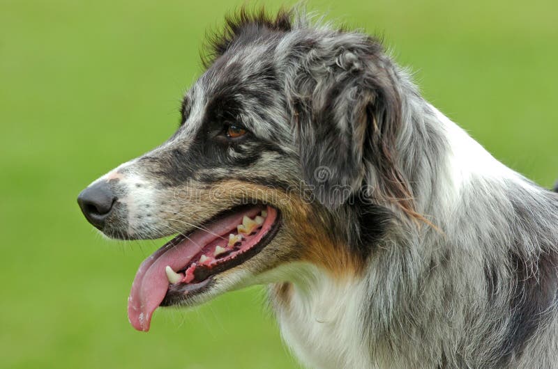 Smiling Mini Australian Shepherd Stock Photo - Image of shepherd, smile ...