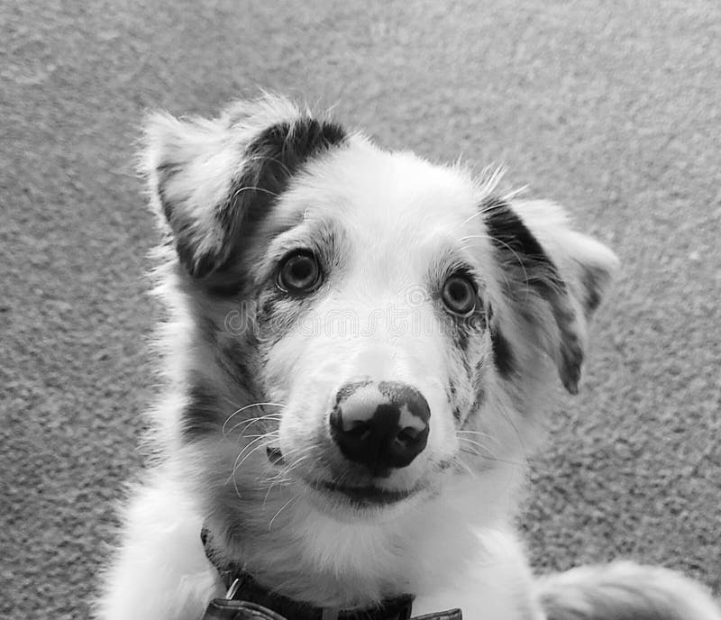 Australian Shepherd Dog Portrait Monochrome Stock Photo - Image of ...