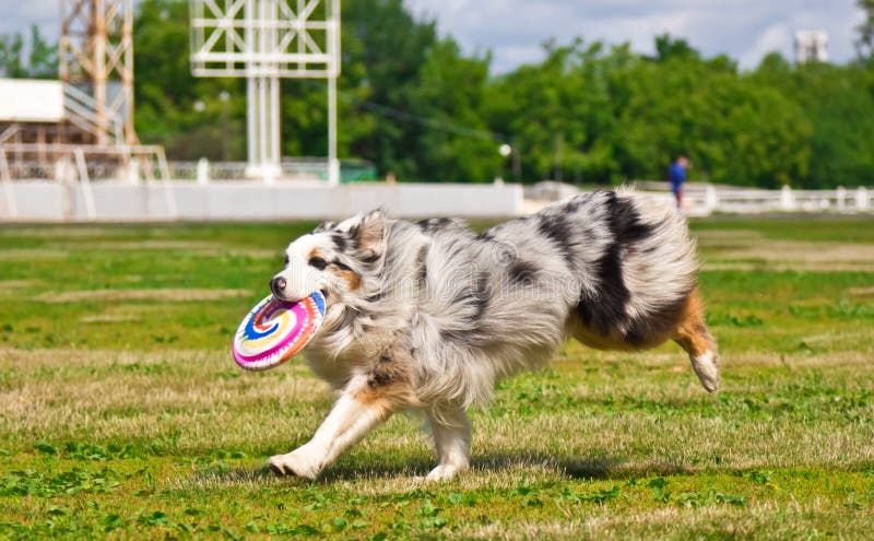 Australian Shepherd Dog Running after a Frisbee Disc Competitions Stock ...