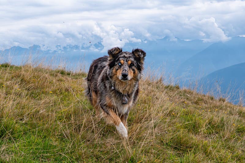 Australian Shepherd Dog Running in a Grassland Stock Photo - Image of ...