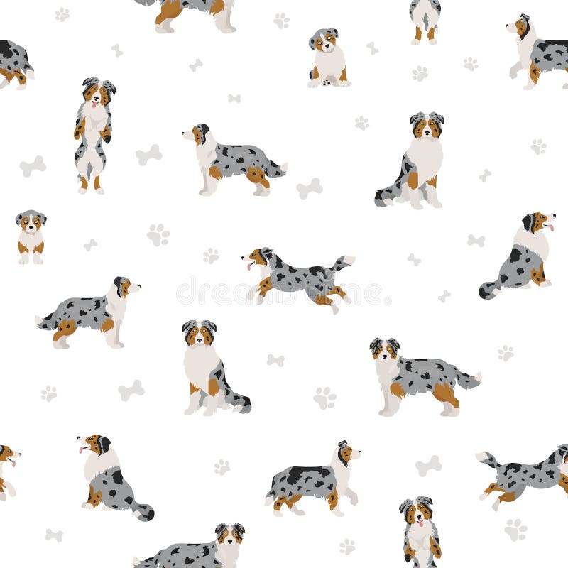Australian Shepherd Dog Seamless Pattern. Different Variations of Coat ...