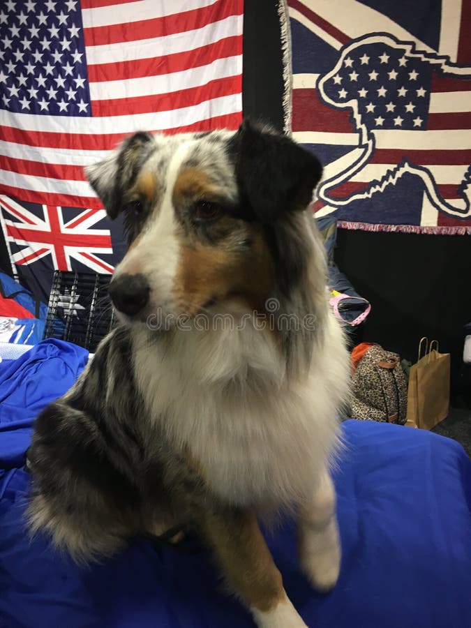 Australian Shepherd at the Dog Show Editorial Image - Image of show ...
