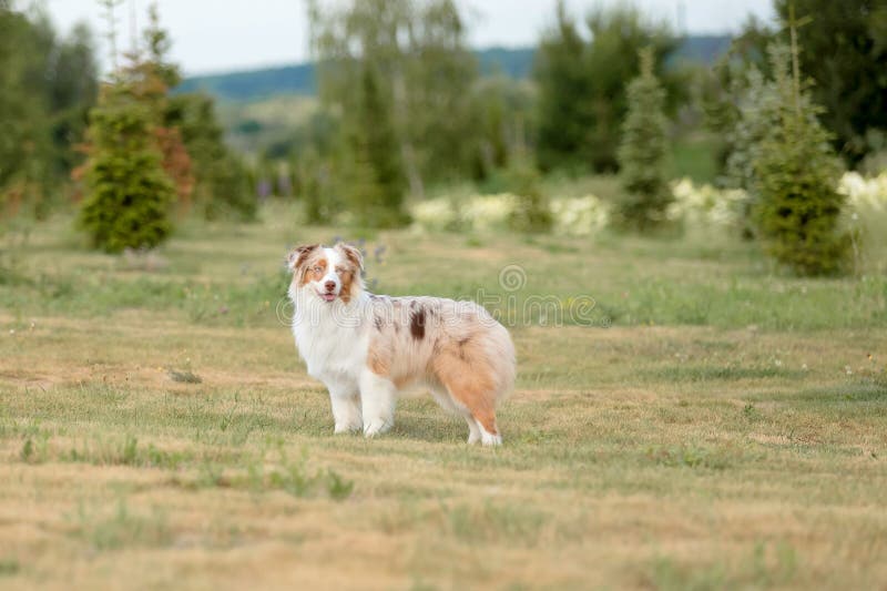 Australian Shepherd Dog Standing on Grassy Field Stock Photo - Image of ...