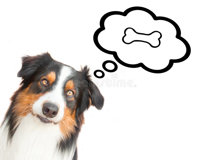 166 Dog Thinking Bone Stock Photos - Free & Royalty-Free Stock Photos ...