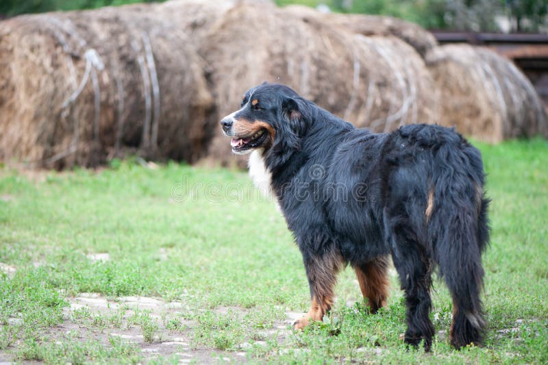 Australian Shepherd on the Farm, Against the Backdrop of a Green Lawn ...