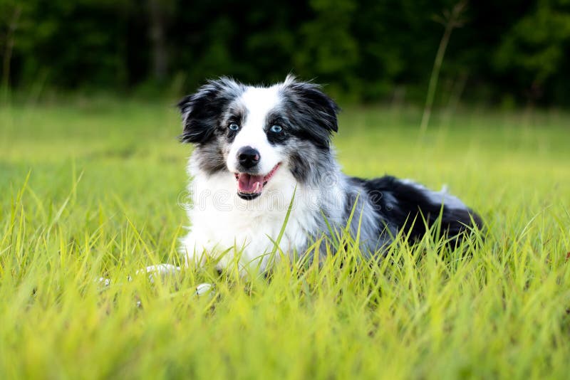 Australian Shepherd. Mini Grey and White Aussie with Blue Eyes Stock ...