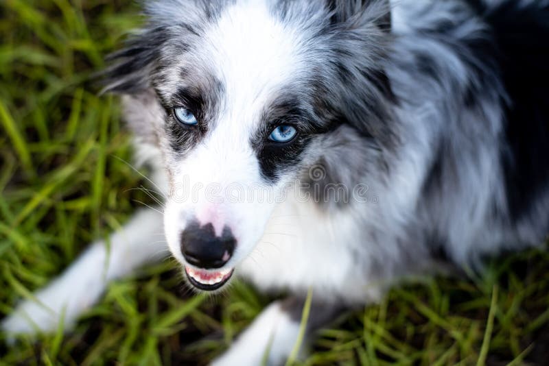 Australian Shepherd. Mini Grey and White Aussie with Blue Eyes Stock ...