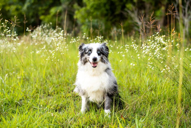Australian Shepherd. Mini Grey and White Aussie with Blue Eyes Stock ...