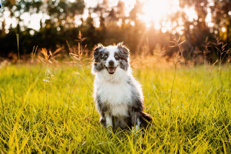 Australian Shepherd. Mini Grey and White Aussie with Blue Eyes Stock ...