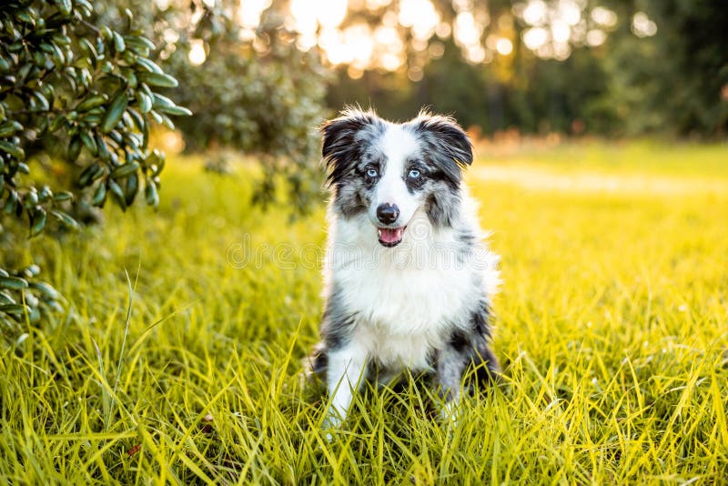 Australian Shepherd. Mini Grey and White Aussie with Blue Eyes Stock ...