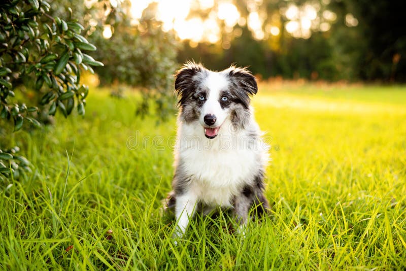 Australian Shepherd. Mini Grey and White Aussie with Blue Eyes Stock ...