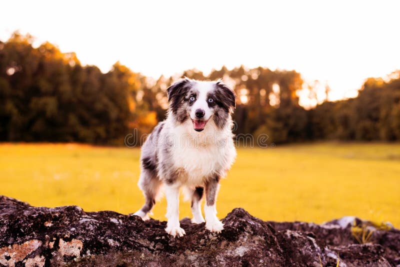 Australian Shepherd. Mini Grey and White Aussie with Blue Eyes Stock ...