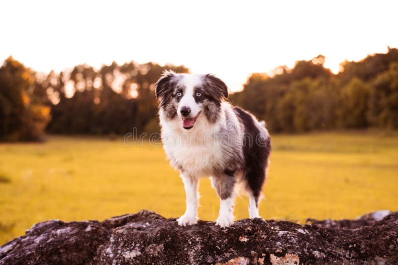 Australian Shepherd. Mini Grey and White Aussie with Blue Eyes Stock ...