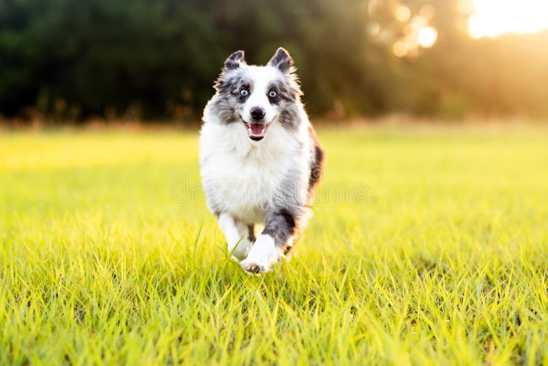 Australian Shepherd. Mini Grey and White Aussie with Blue Eyes Stock ...