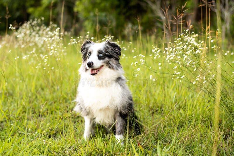 Australian Shepherd. Mini Grey and White Aussie with Blue Eyes Stock ...