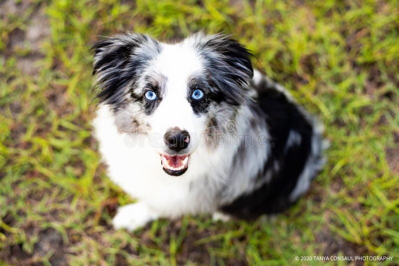Australian Shepherd. Mini Grey and White Aussie with Blue Eyes Stock ...