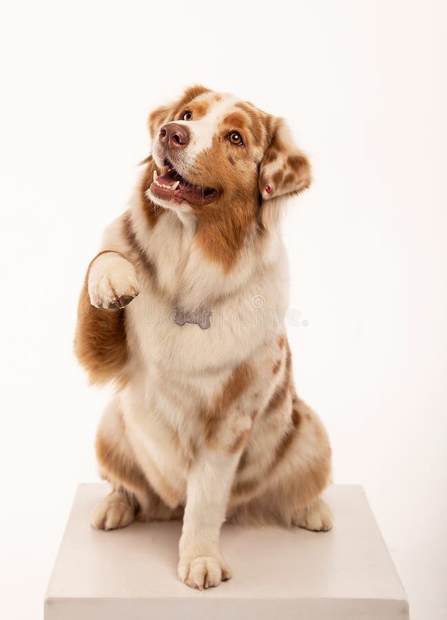 Australian Shepherd at a Photo Shoot in the Studio on a White ...