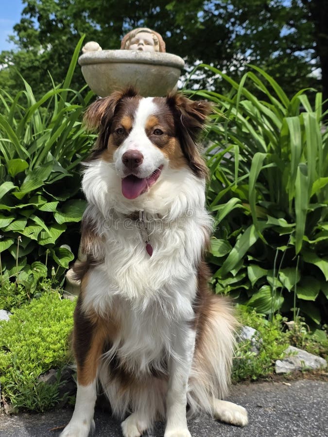 Australian Shepherd pose stock photo. Image of plant - 383474814