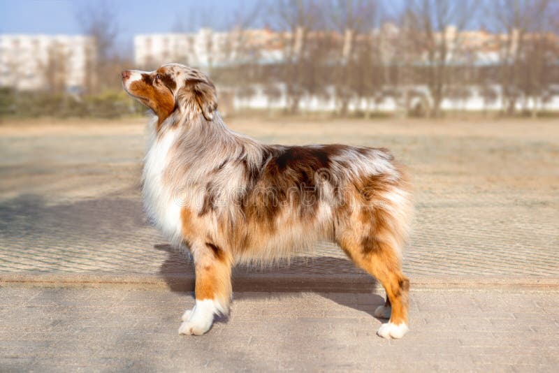 Australian Shepherd Pose Outdoors in the Spring Stock Photo - Image of ...