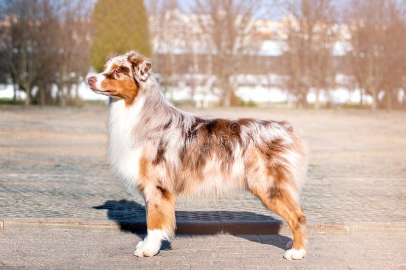Australian Shepherd Pose Outdoors in the Spring Stock Image - Image of ...