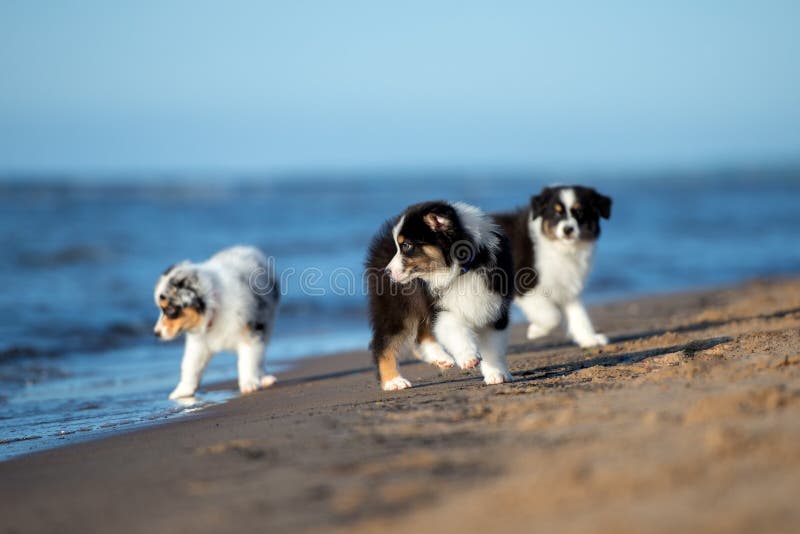 Australian Shepherd Puppies on the Beach Stock Photo - Image of jumping ...
