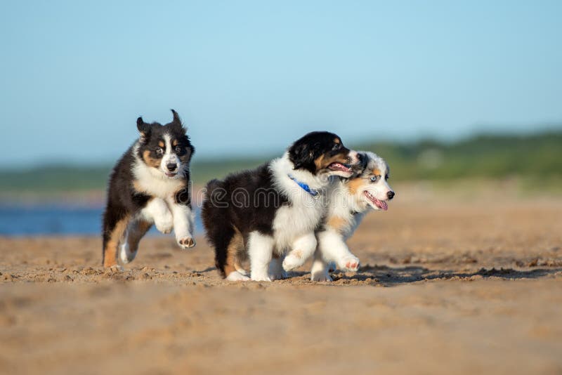 Australian Shepherd Puppies on the Beach Stock Photo - Image of running ...