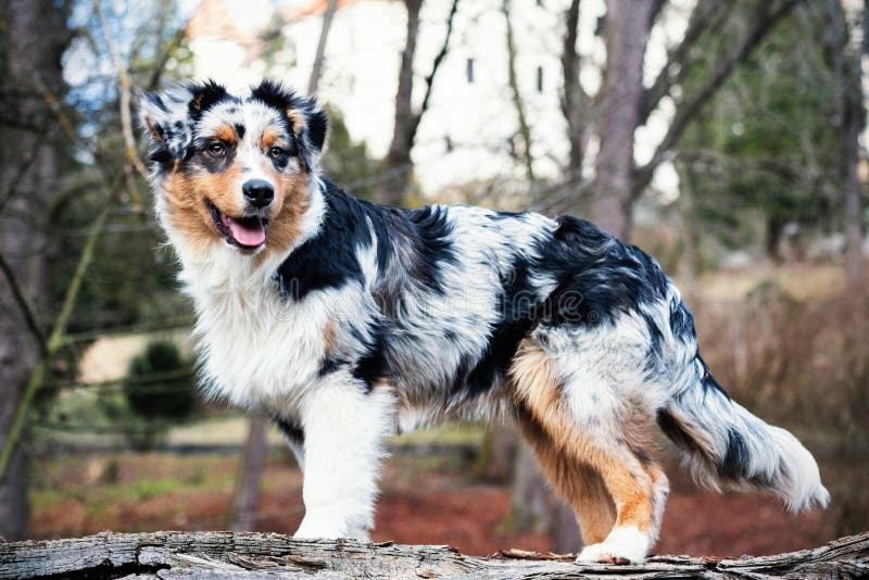 Australian Shepherd puppy stock photo. Image of domestic - 175100832