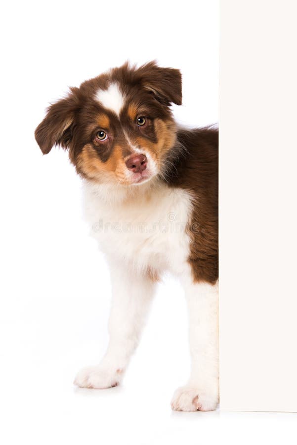 Dog Looking Around Corner Stock Photos - Free & Royalty-Free Stock ...