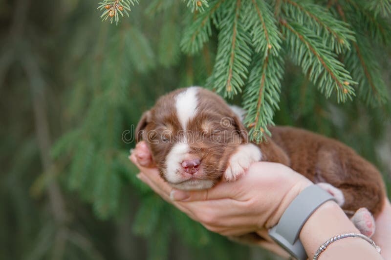 Australian Shepherd Puppy. Newborn Puppy. Stock Image - Image of aussie ...