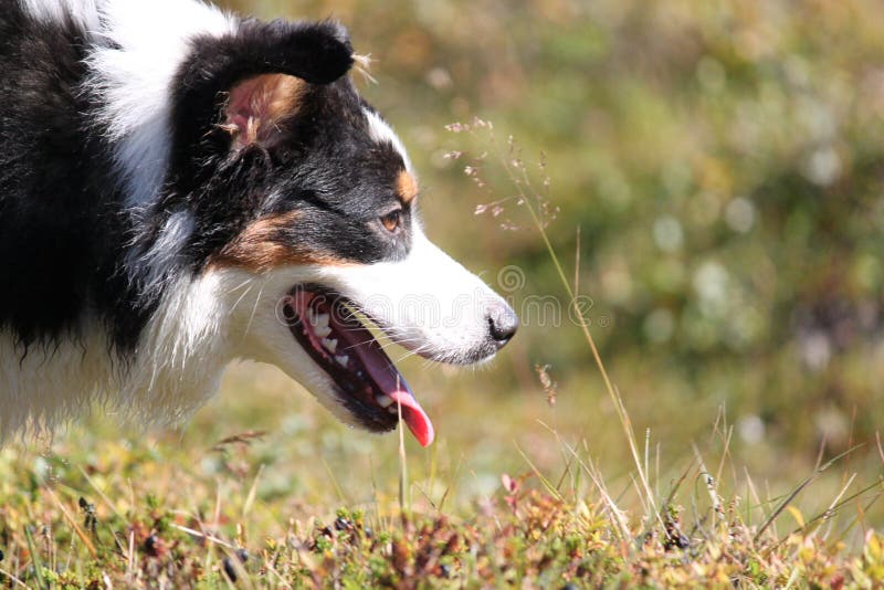 Australian Shepherd Ready for Work Stock Image - Image of black, autumn ...