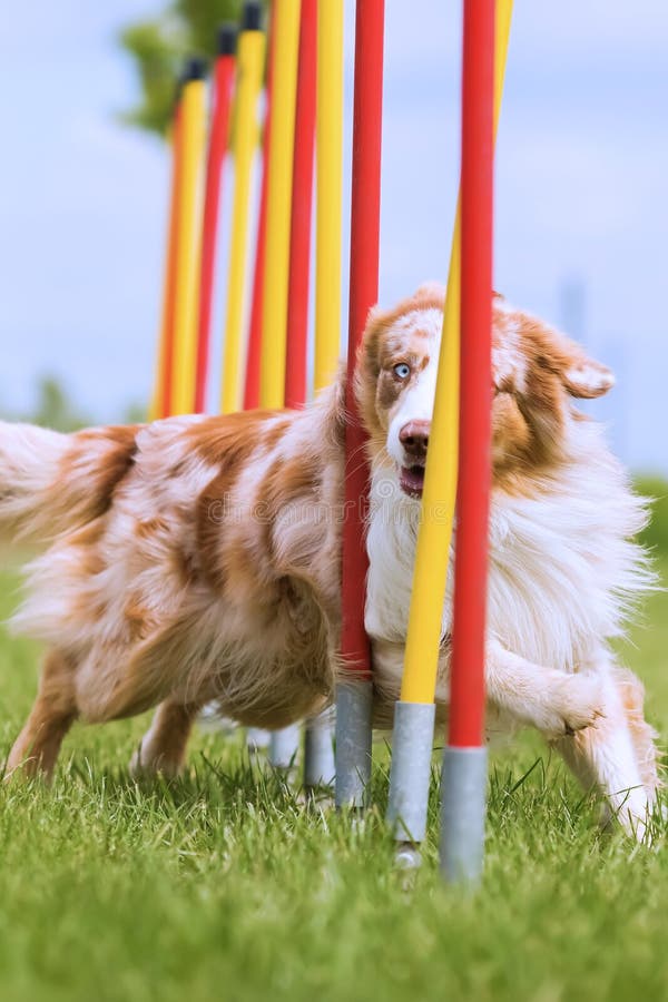 Australian Shepherd Runs a Slalom Course Stock Photo - Image of ...