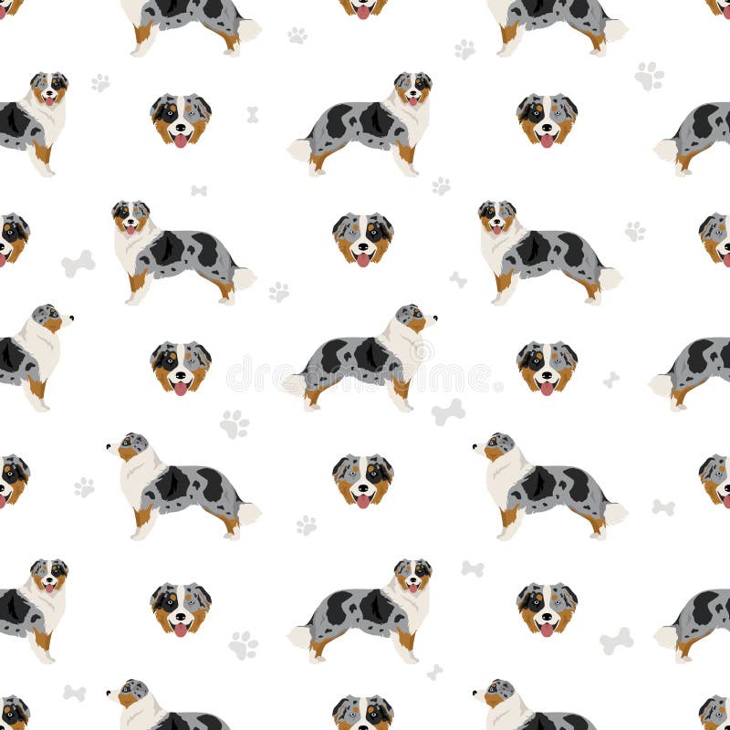 Australian Shepherd Clipart. Coat Colors Aussie Set Stock Vector ...