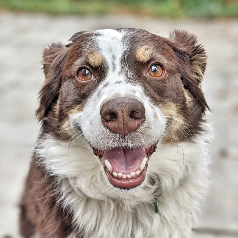 Australian Shepherd Smiling Happy Stock Photo - Image of white, puppy ...