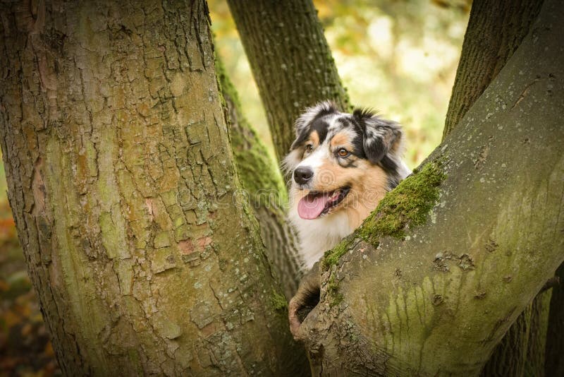 Shepherd s tree stock photo. Image of plant, albitrunca - 23409346