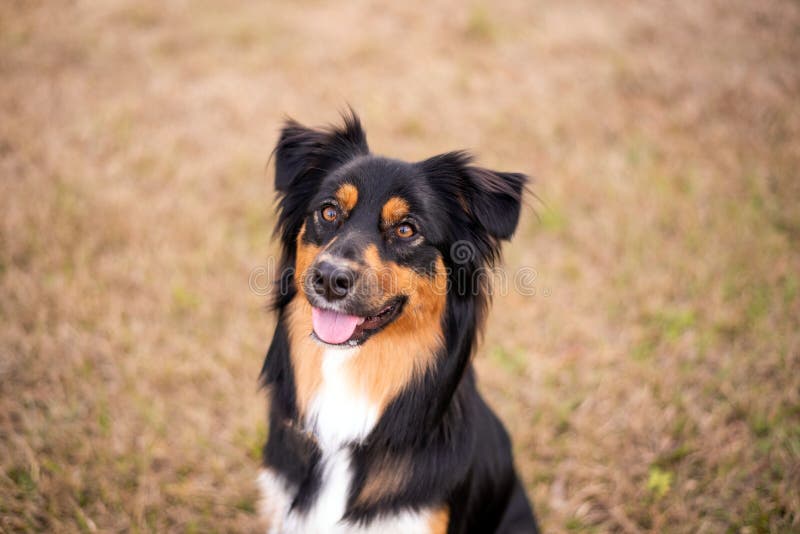 Australian Shepherd Tri Color Aussie Outside at a Park. Stock Image ...