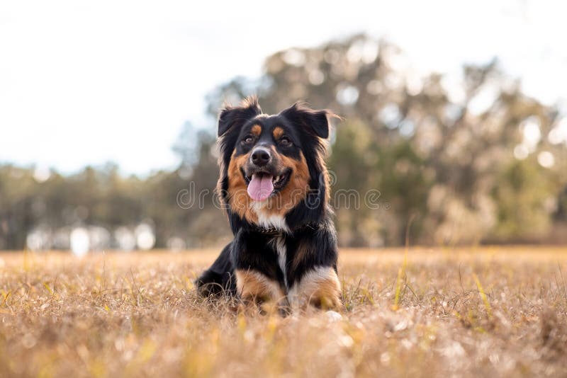 Australian Shepherd Tri Color Aussie Outside at a Park. Stock Photo ...